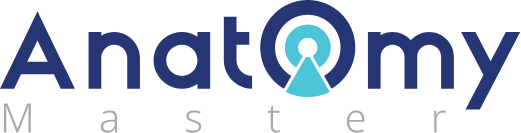 Abducens Nerve (Cranial Nerve VI): Anatomy, Function, and Imaging ...